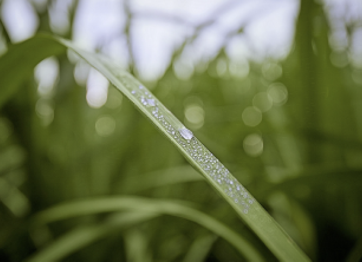 Somos Paramonga - Agro Industrial Paramonga - AIP