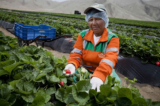 Somos Paramonga - Agro Industrial Paramonga - AIP